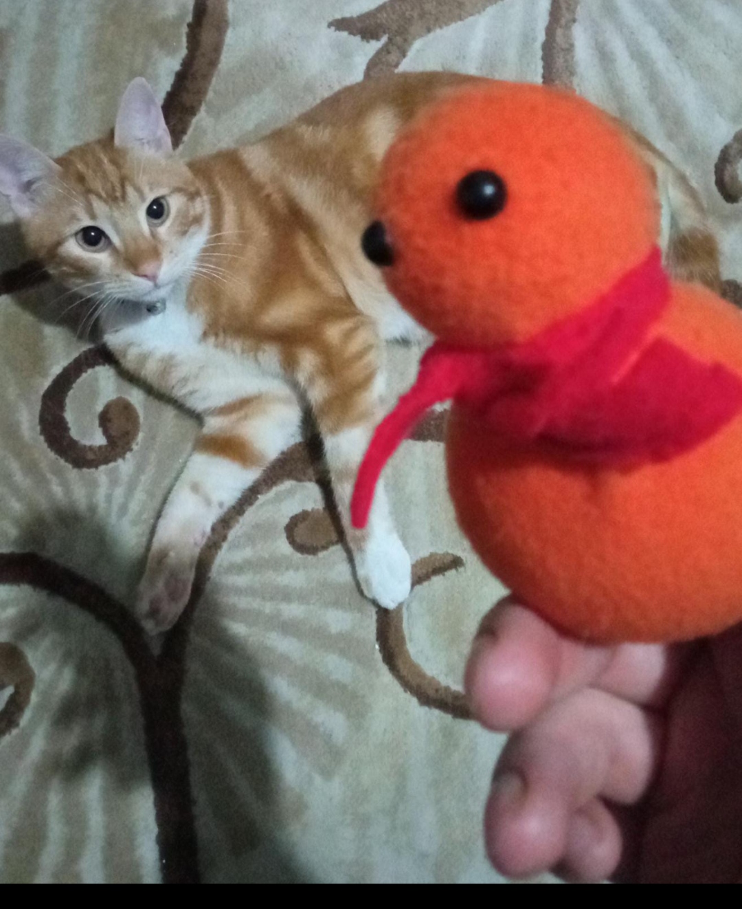 SARMAN KEDİLERİN ÖZELLİKLERİ – Köpekler ve Kediler