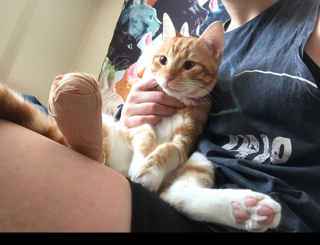 SARMAN KEDİLERİN ÖZELLİKLERİ – Köpekler ve Kediler