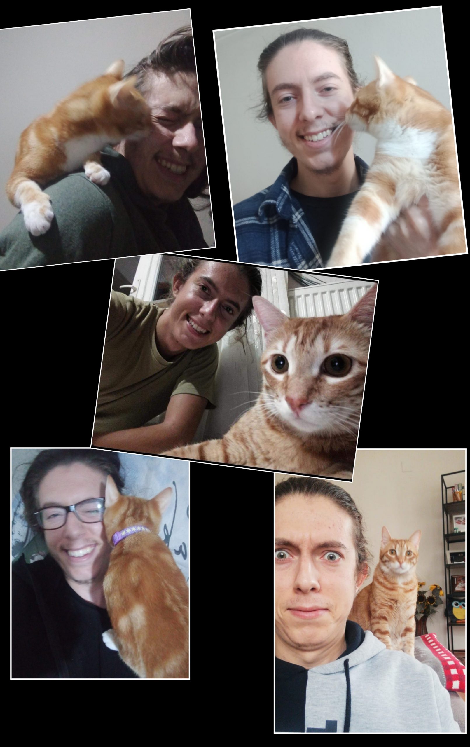 SARMAN KEDİLERİN ÖZELLİKLERİ – Köpekler ve Kediler