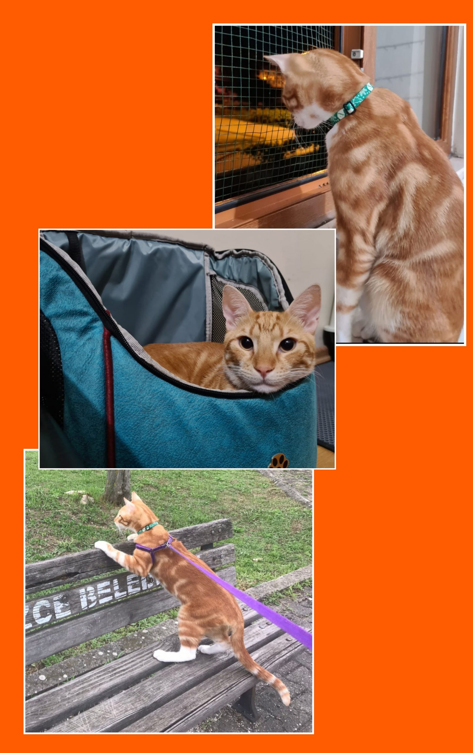 SARMAN KEDİLERİN ÖZELLİKLERİ – Köpekler ve Kediler