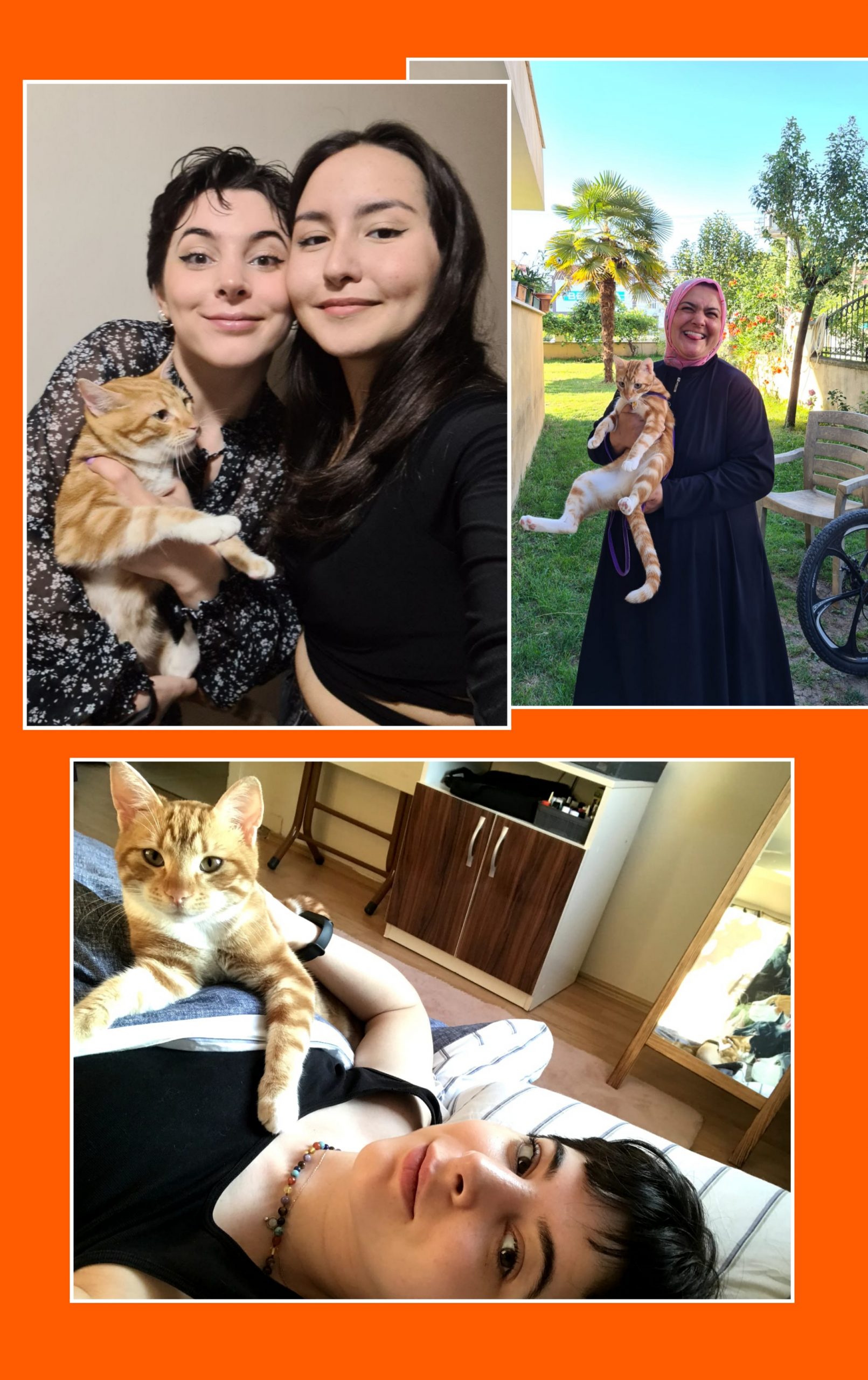 SARMAN KEDİLERİN ÖZELLİKLERİ – Köpekler ve Kediler